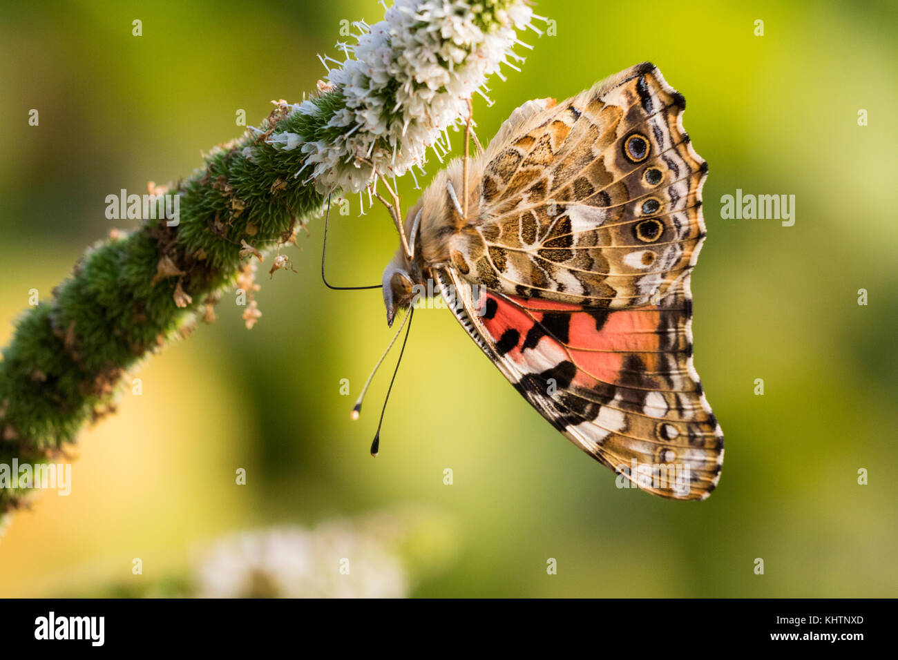 painted lady butterfly Stock Photo - Alamy
