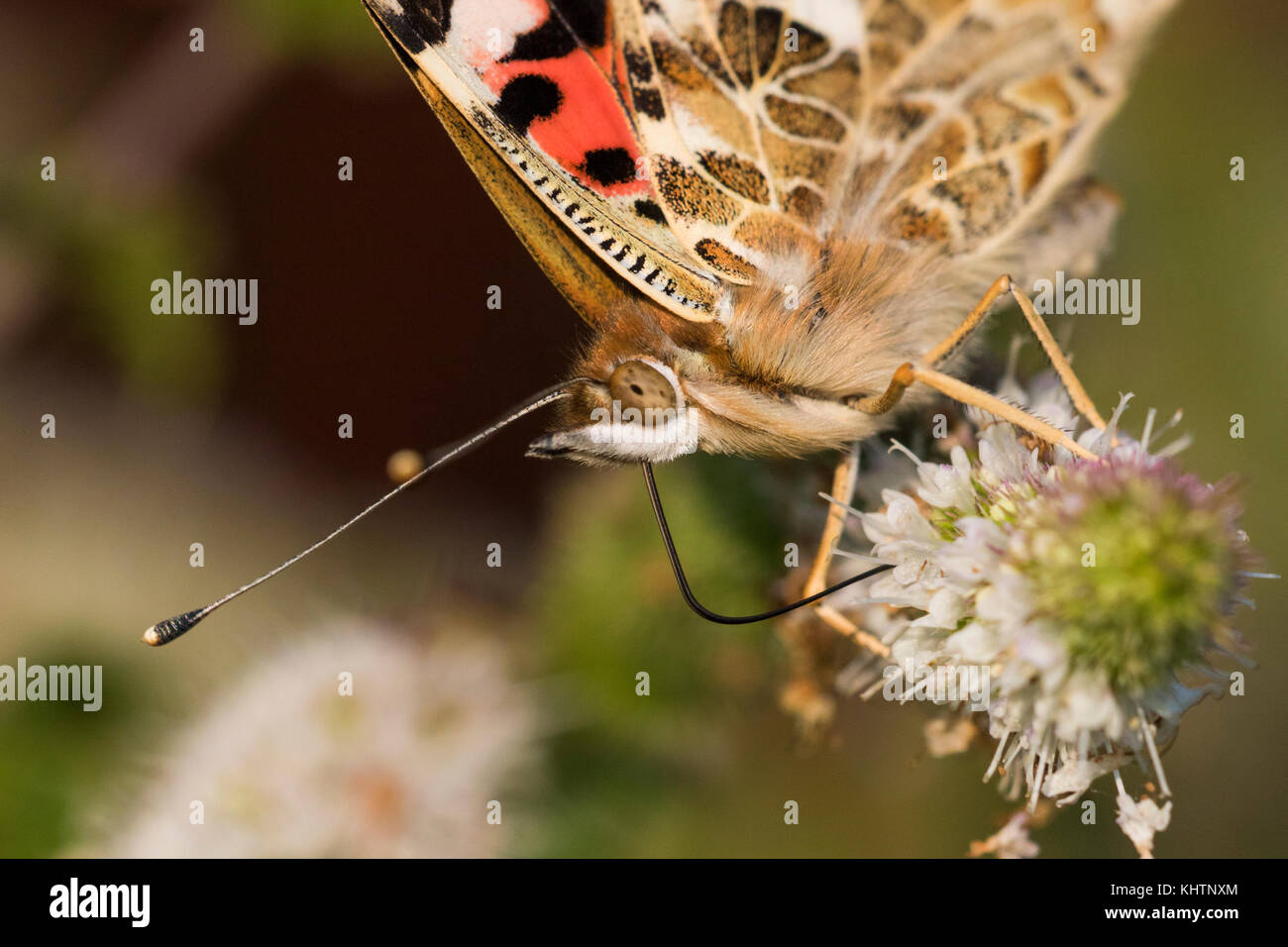 Lady yarrow hi-res stock photography and images - Alamy