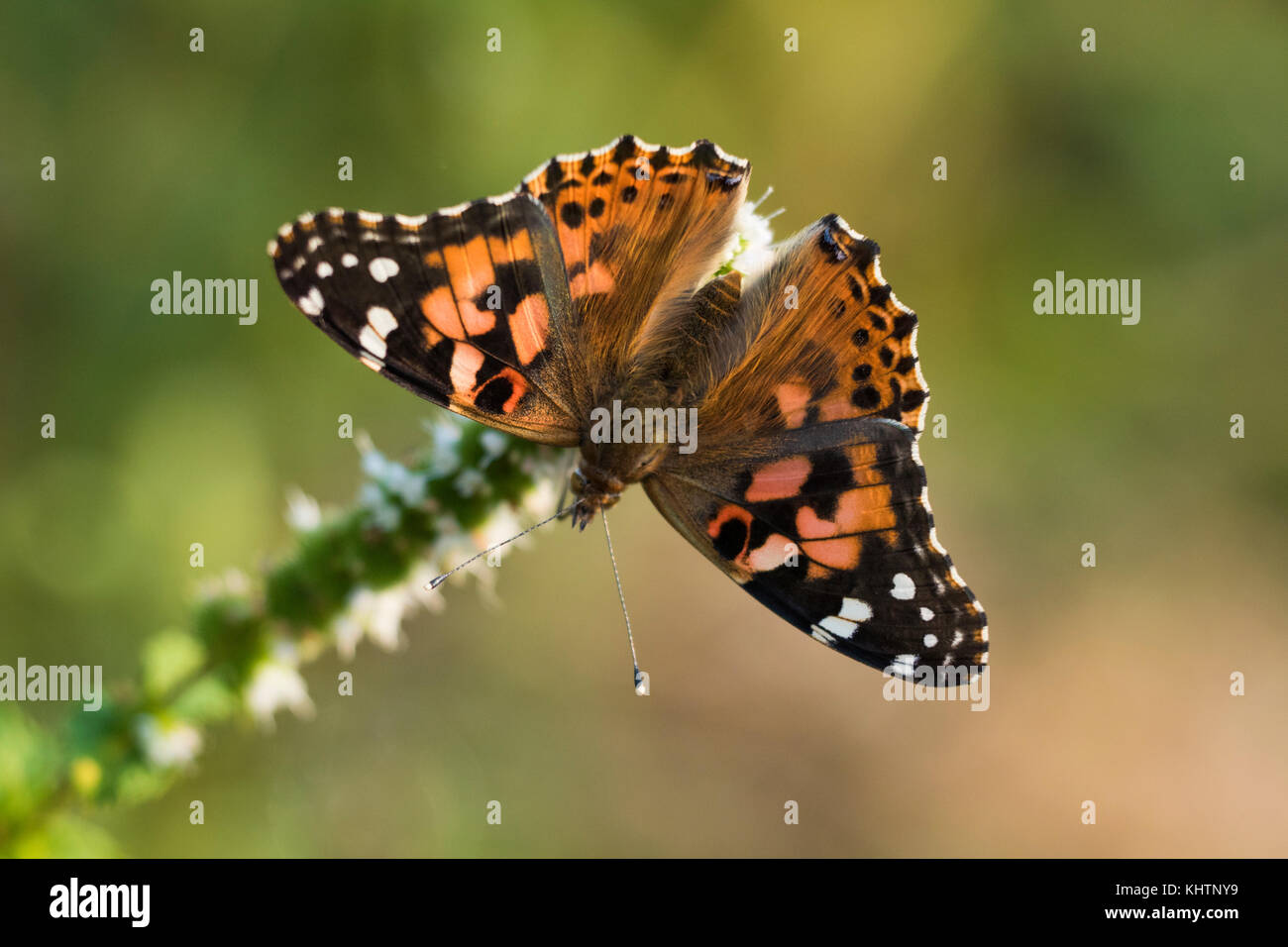 Lady yarrow hi-res stock photography and images - Alamy
