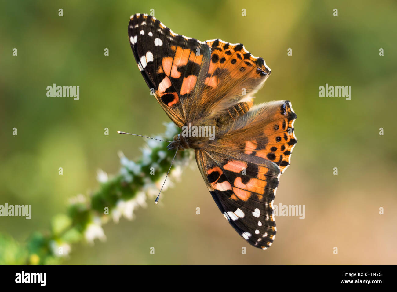 painted lady butterfly Stock Photo - Alamy