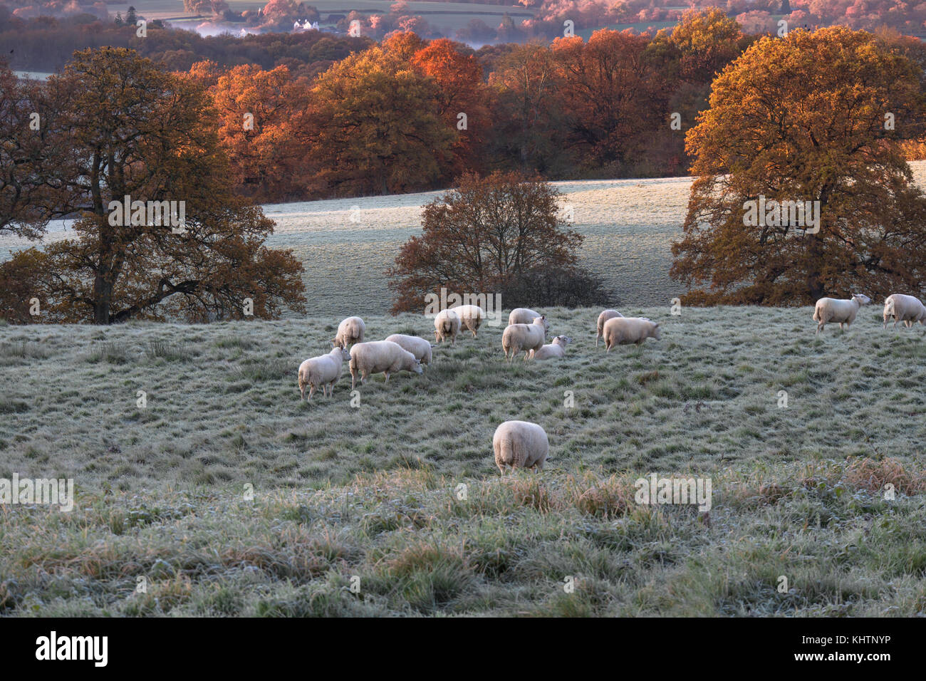 The rolling fields of Eridge Green on Kent East sussex border. An early ...