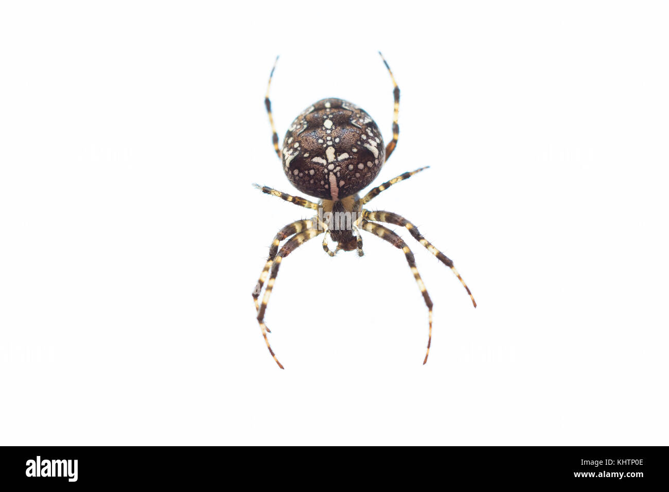 Wet cobweb Cut Out Stock Images & Pictures - Alamy