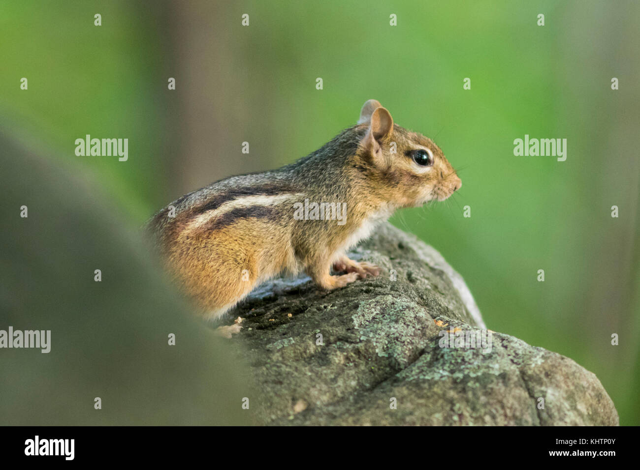Eastern chipmunk wood hi-res stock photography and images - Alamy