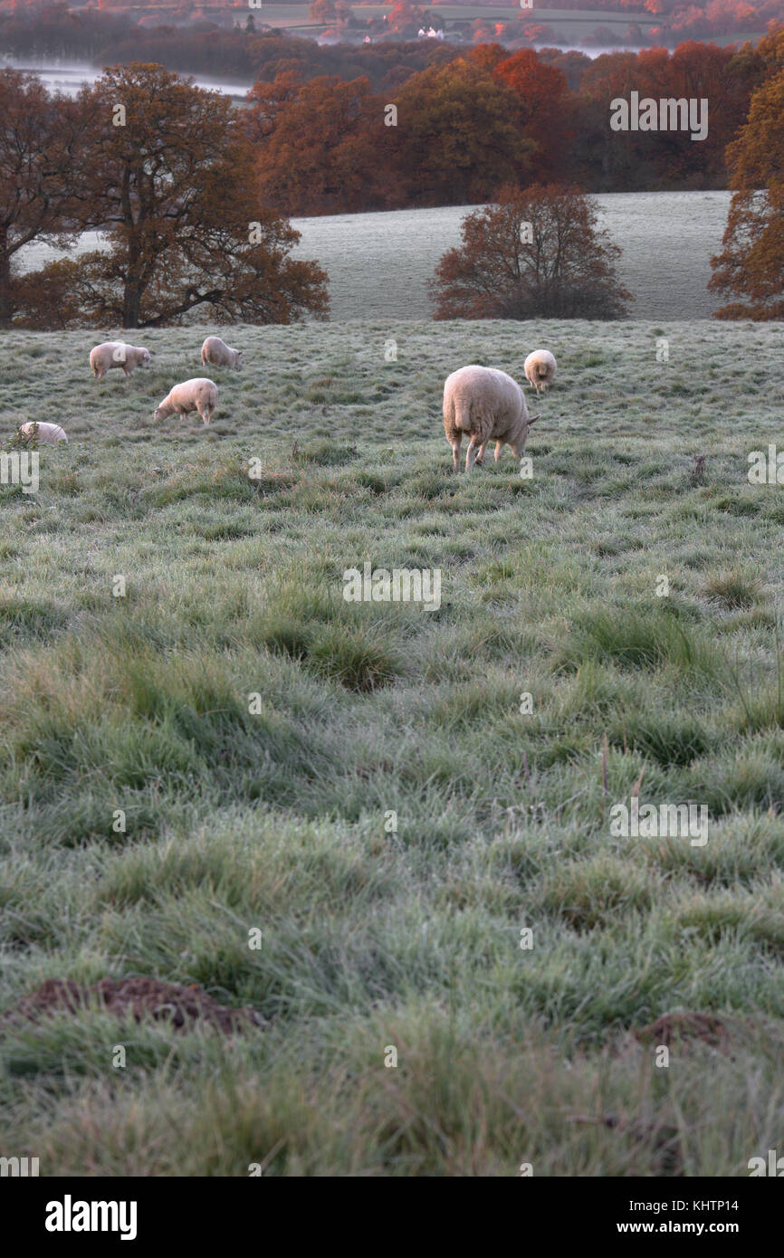 The rolling fields of Eridge Green on Kent East sussex border. An early ...