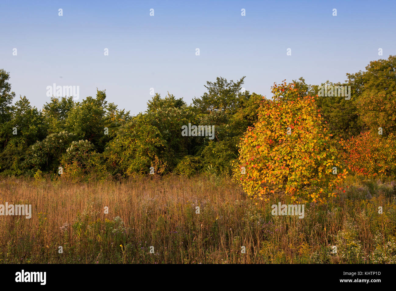 Autumn trees in sunset Stock Photo - Alamy