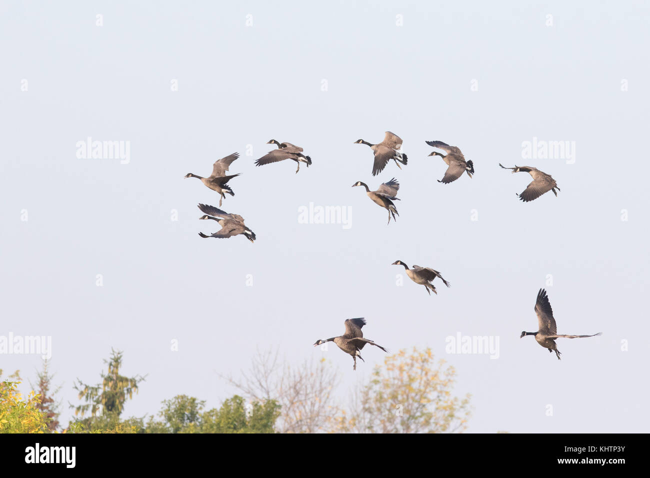 canada goose migration Stock Photo - Alamy