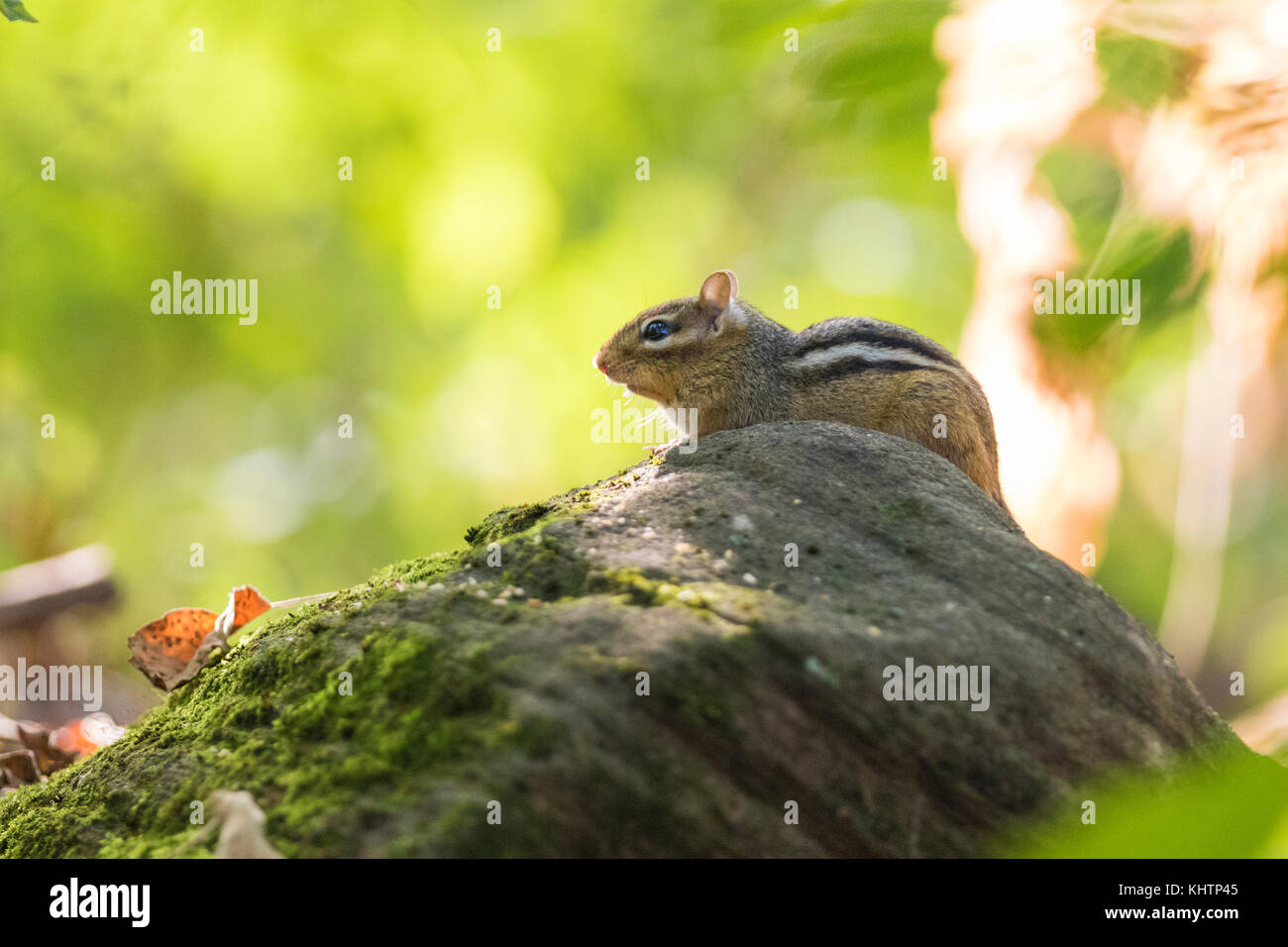 Chipmunk environment hi-res stock photography and images - Alamy