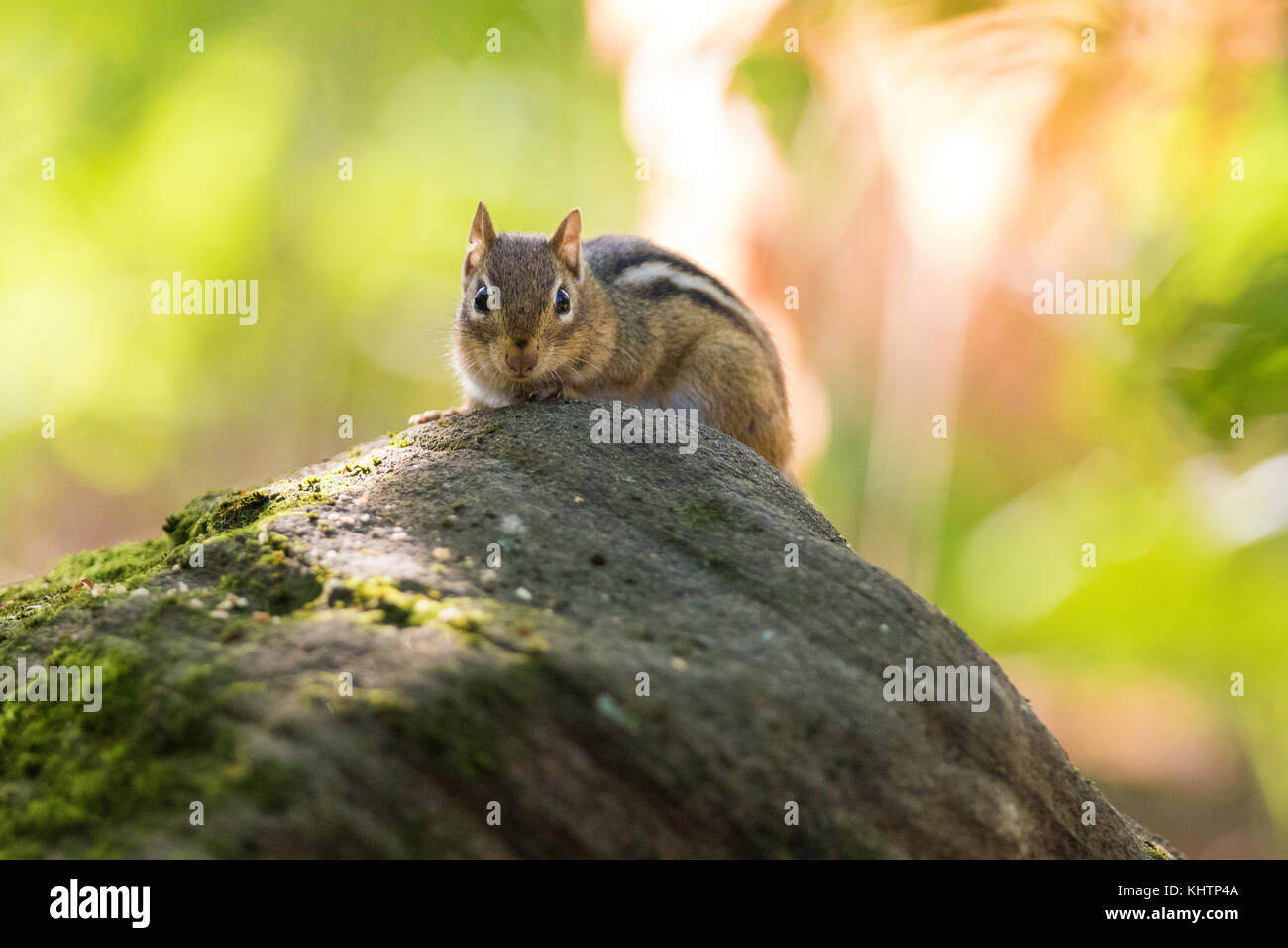 Chipmunk in tree trunk hi-res stock photography and images - Alamy