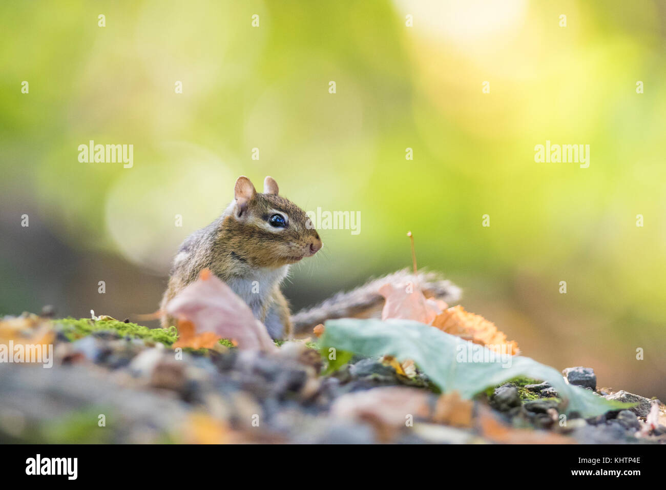 Chipmunk in tree trunk hi-res stock photography and images - Alamy