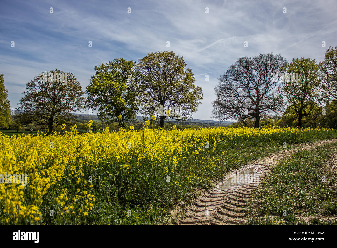 rapeseed field in summer Stock Photo - Alamy