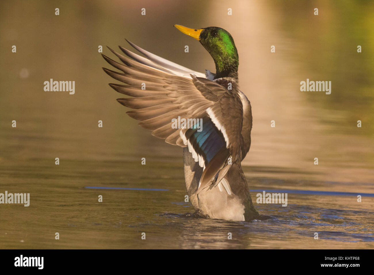 Mallard flying autumn hi-res stock photography and images - Alamy