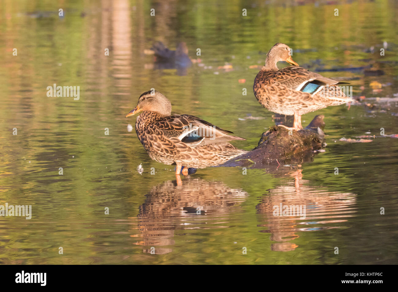 Mallard flying autumn hi-res stock photography and images - Alamy