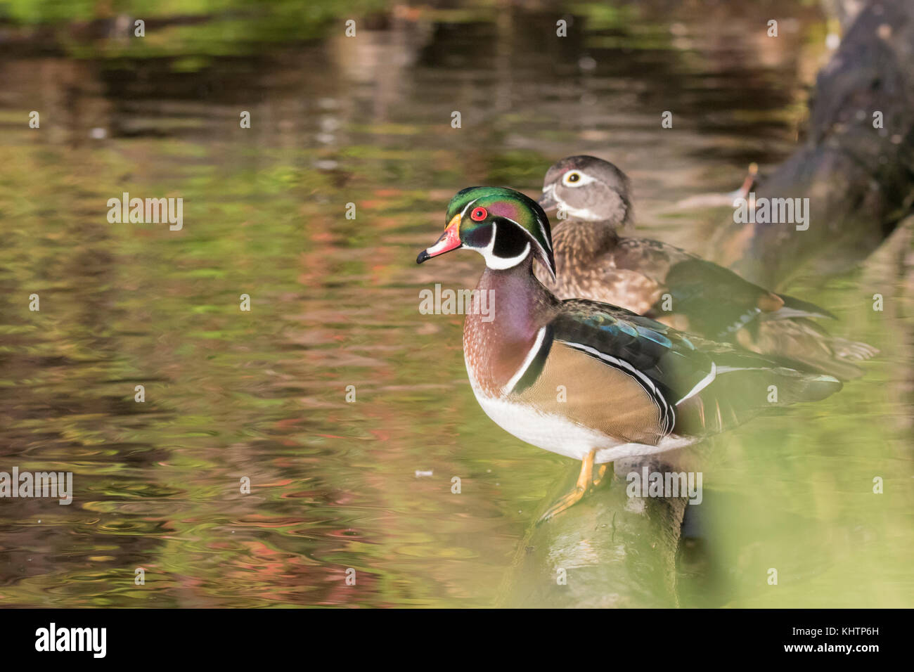 Beautiful wood duck couple in autumn Stock Photo - Alamy