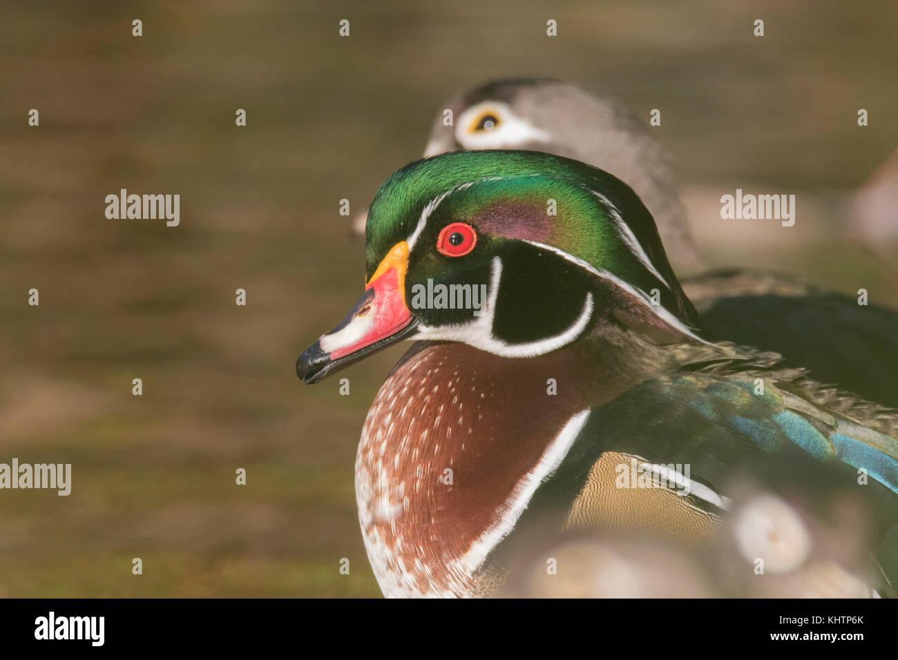 Beautiful wood duck couple in autumn Stock Photo - Alamy