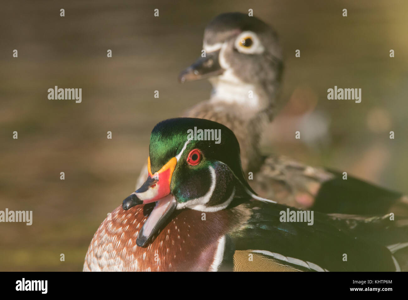 Wood duck couple hi-res stock photography and images - Alamy