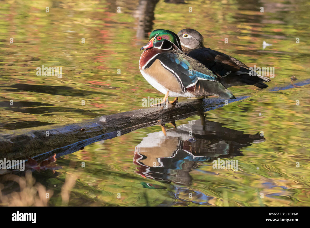 Mating pair of wood ducks hi-res stock photography and images - Alamy