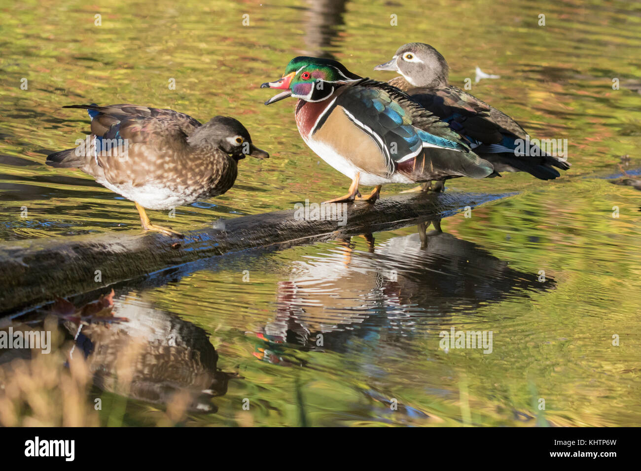 Beautiful wood duck couple in autumn Stock Photo - Alamy