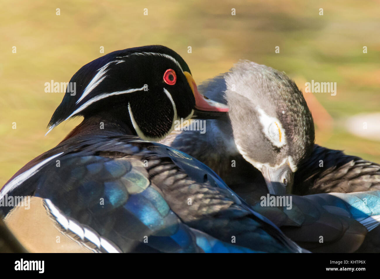 Beautiful wood duck couple in autumn Stock Photo - Alamy