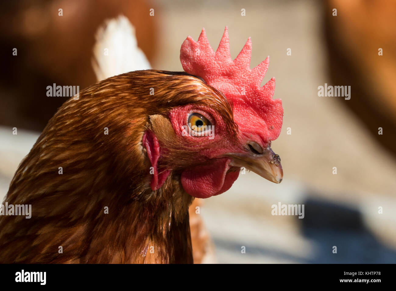 Free range hen portrait Stock Photo - Alamy