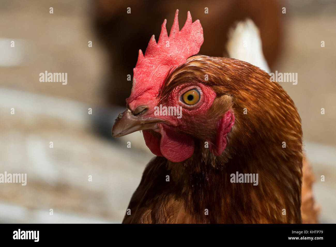 Free range hen portrait Stock Photo - Alamy