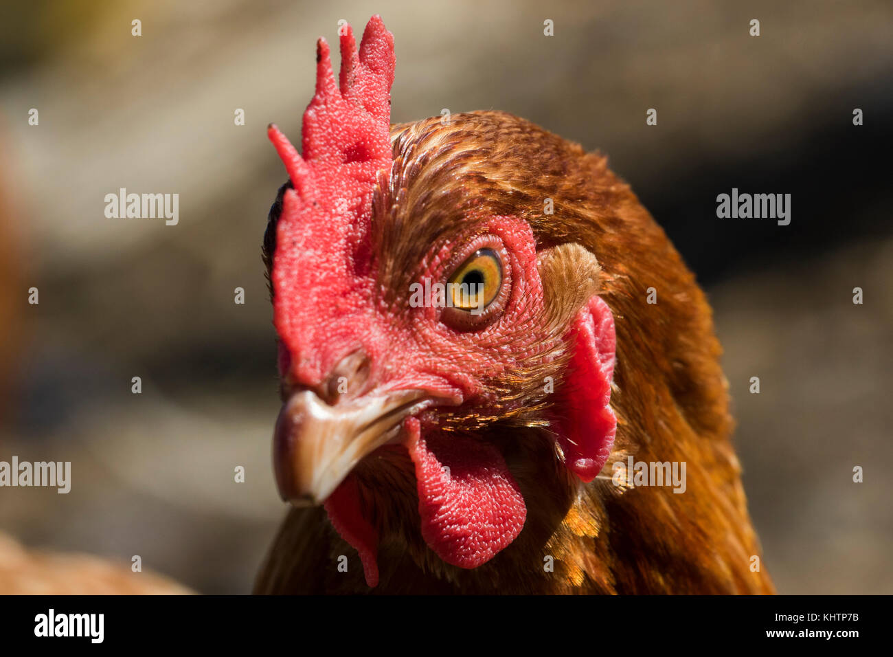 Free range hen portrait Stock Photo - Alamy