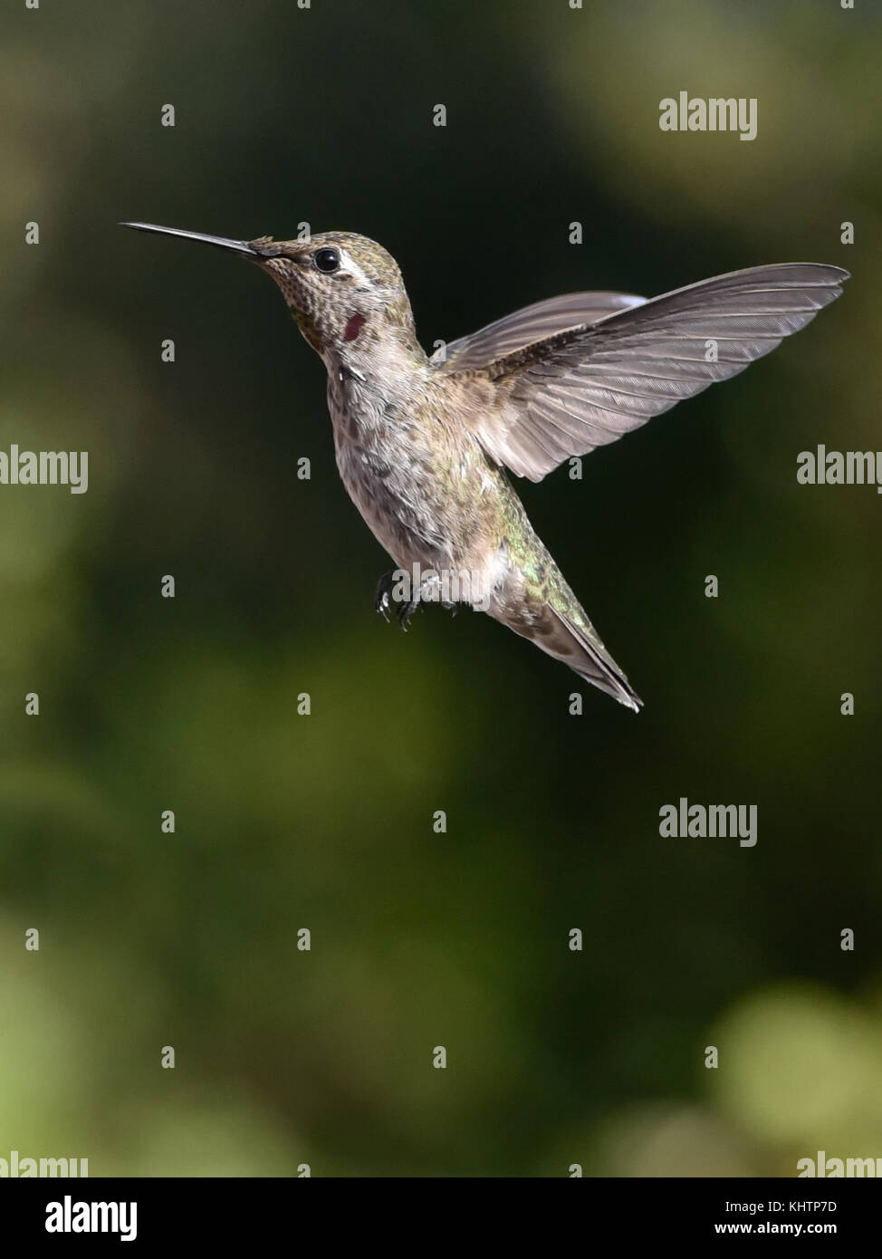 Hummingbirds in flight fast hi-res stock photography and images - Alamy