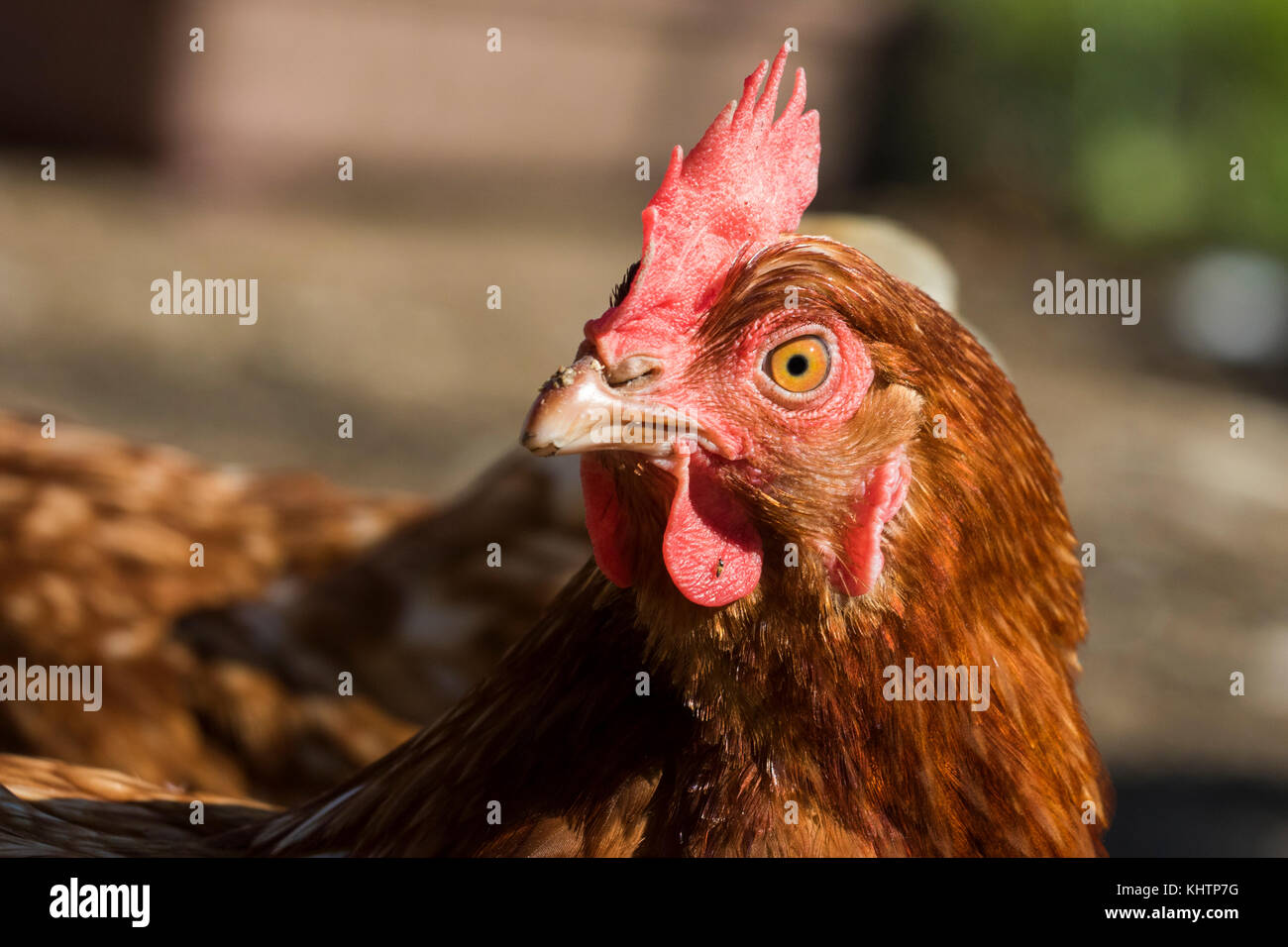 Free range hen portrait Stock Photo - Alamy