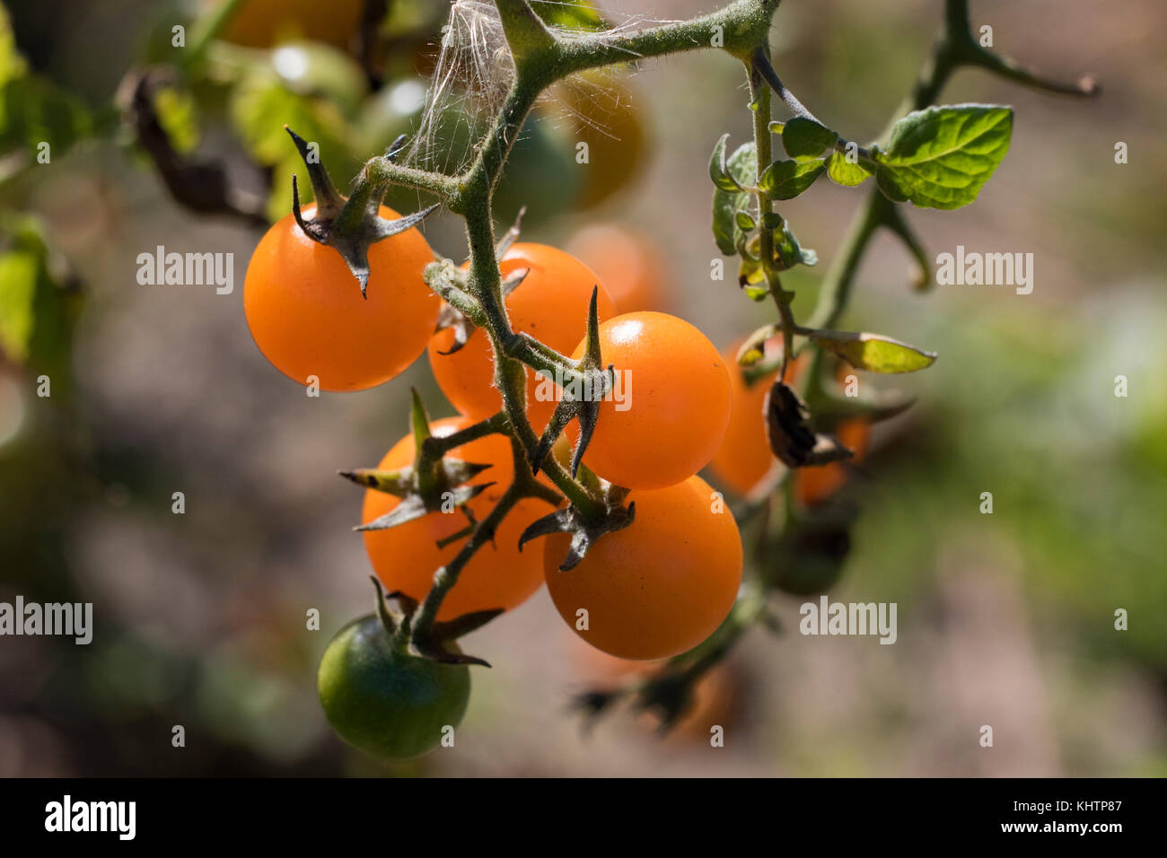 Organic yellow cherry tomatoes Stock Photo - Alamy
