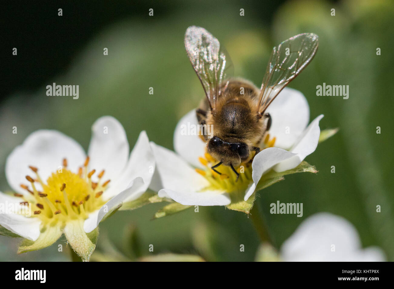 honey bee close up Stock Photo - Alamy