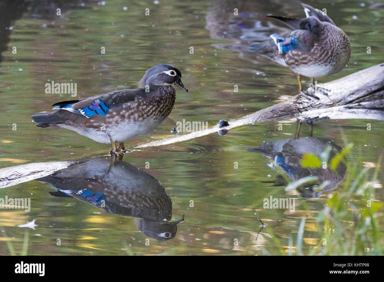 Beautiful wood duck couple in autumn Stock Photo - Alamy