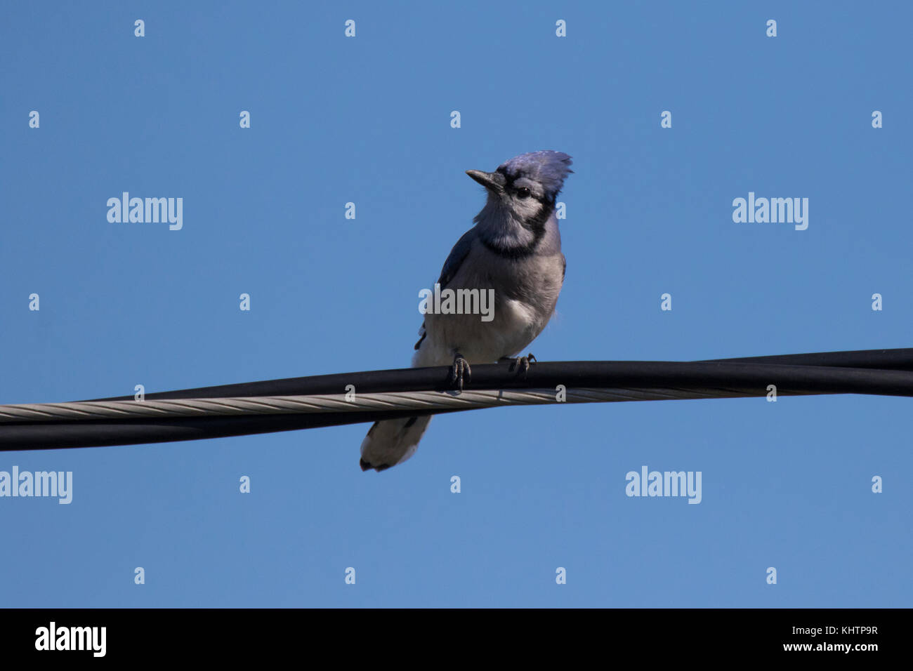 american blue jay in autumn Stock Photo - Alamy