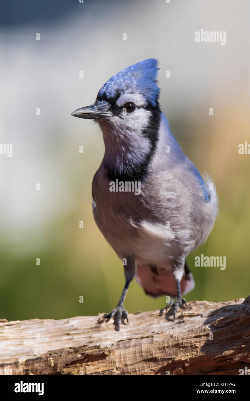 american blue jay in autumn Stock Photo - Alamy