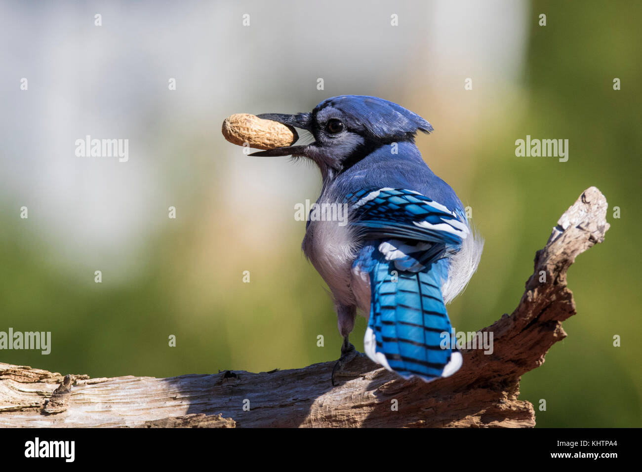 american blue jay in autumn Stock Photo - Alamy