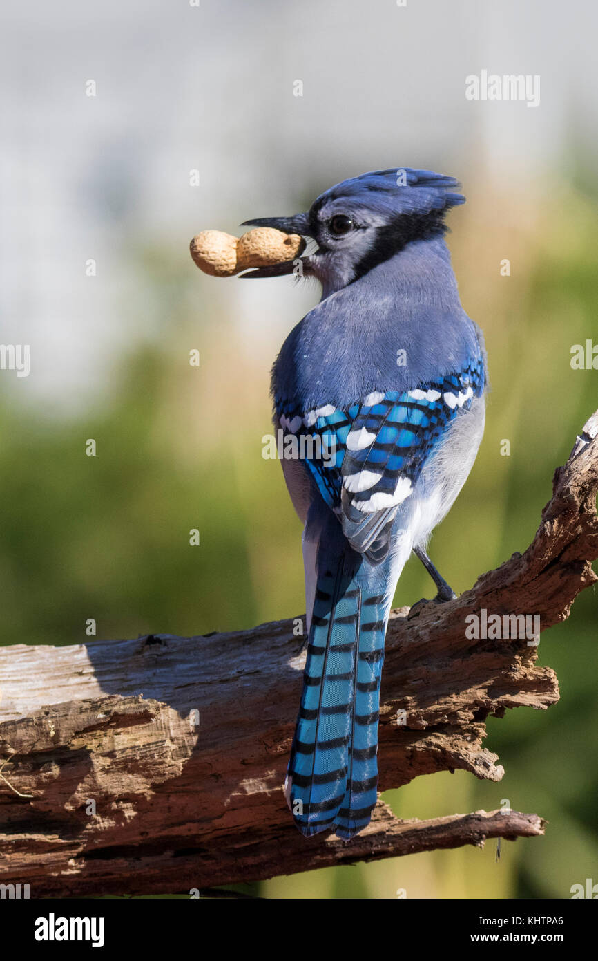 american blue jay in autumn Stock Photo - Alamy