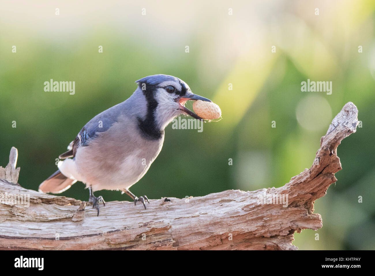 american blue jay in autumn Stock Photo - Alamy