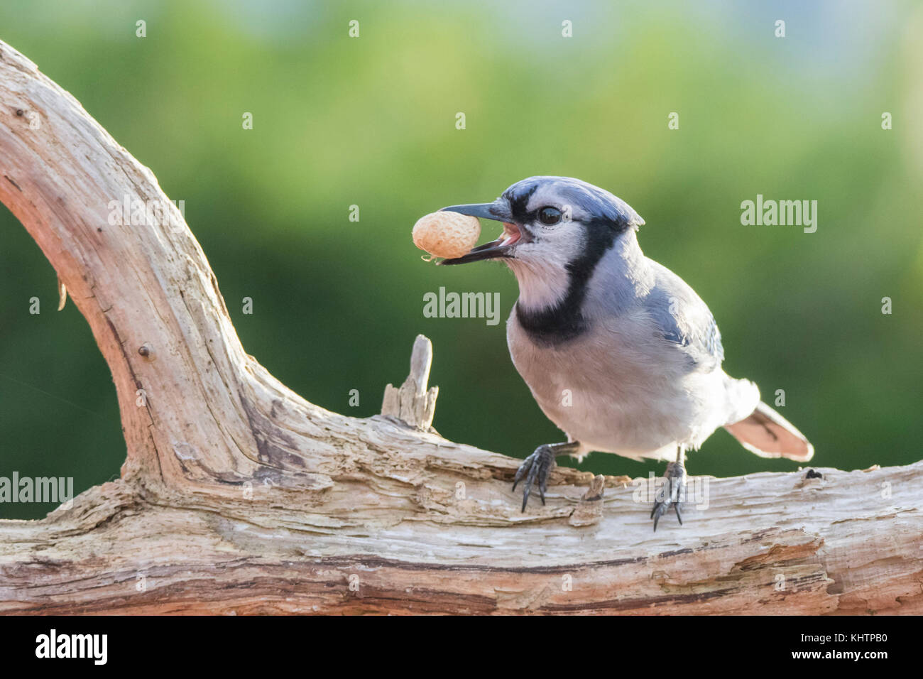 american blue jay in autumn Stock Photo - Alamy