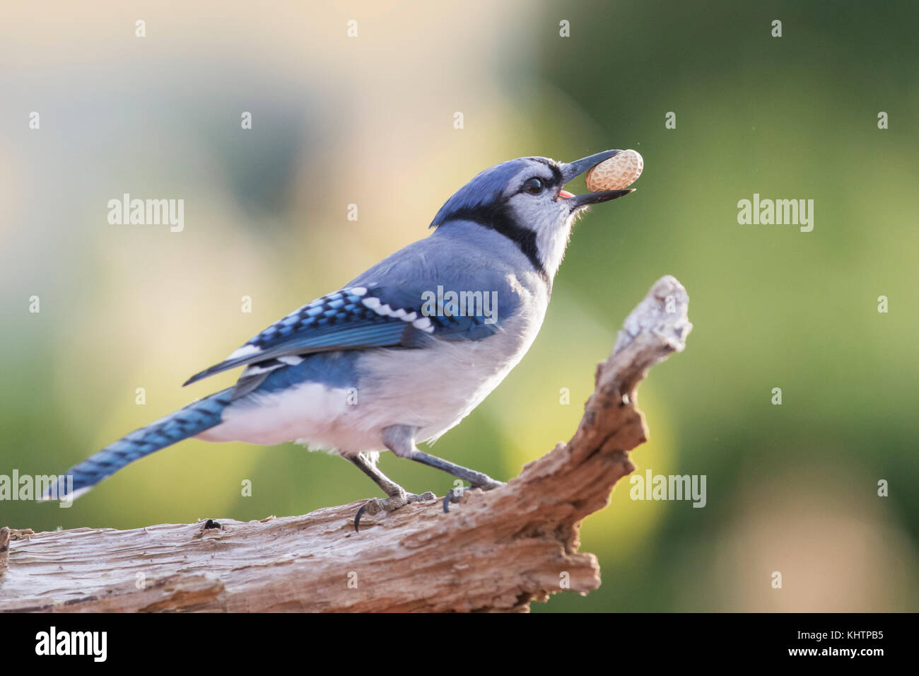 american blue jay in autumn Stock Photo - Alamy