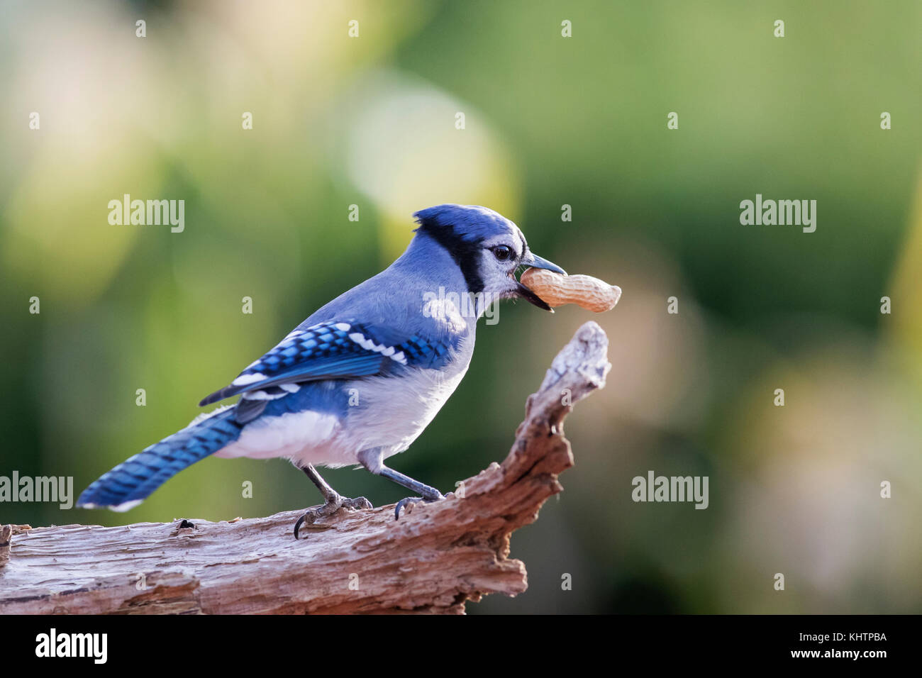 american blue jay in autumn Stock Photo - Alamy
