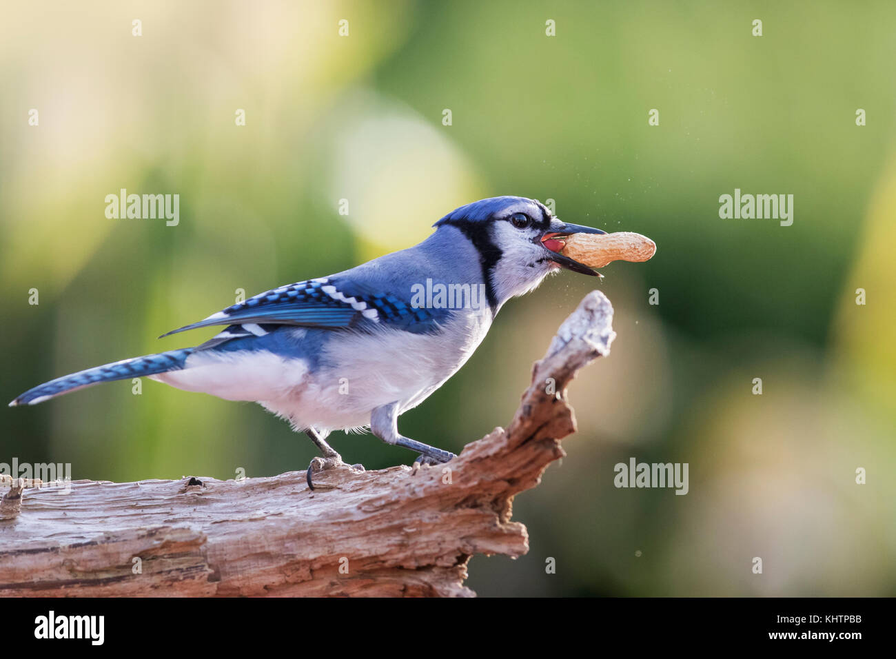 american blue jay in autumn Stock Photo - Alamy