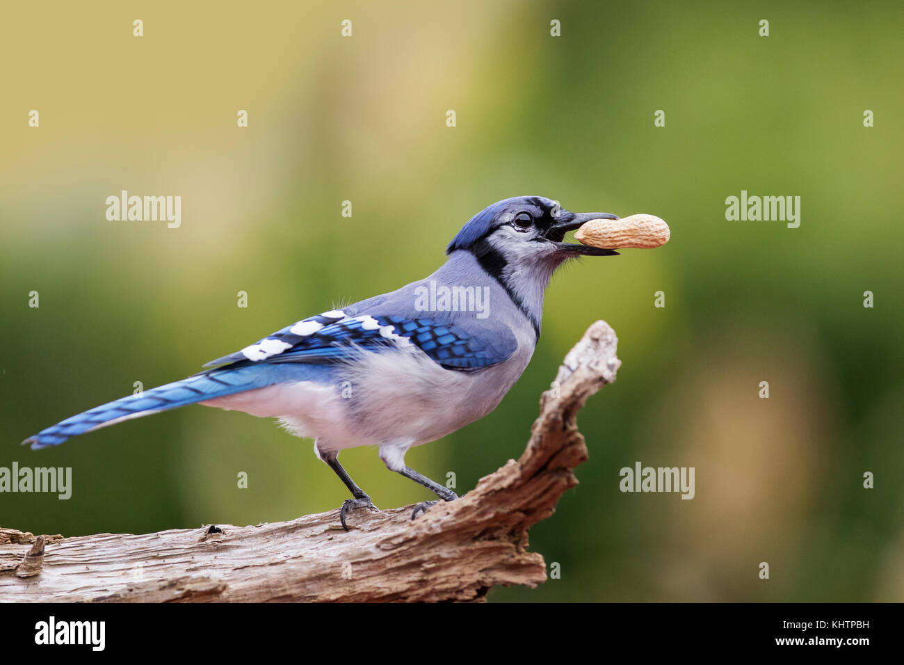 american blue jay in autumn Stock Photo - Alamy