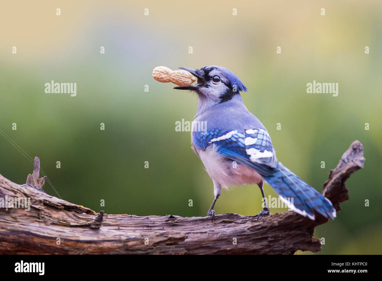 american blue jay in autumn Stock Photo - Alamy