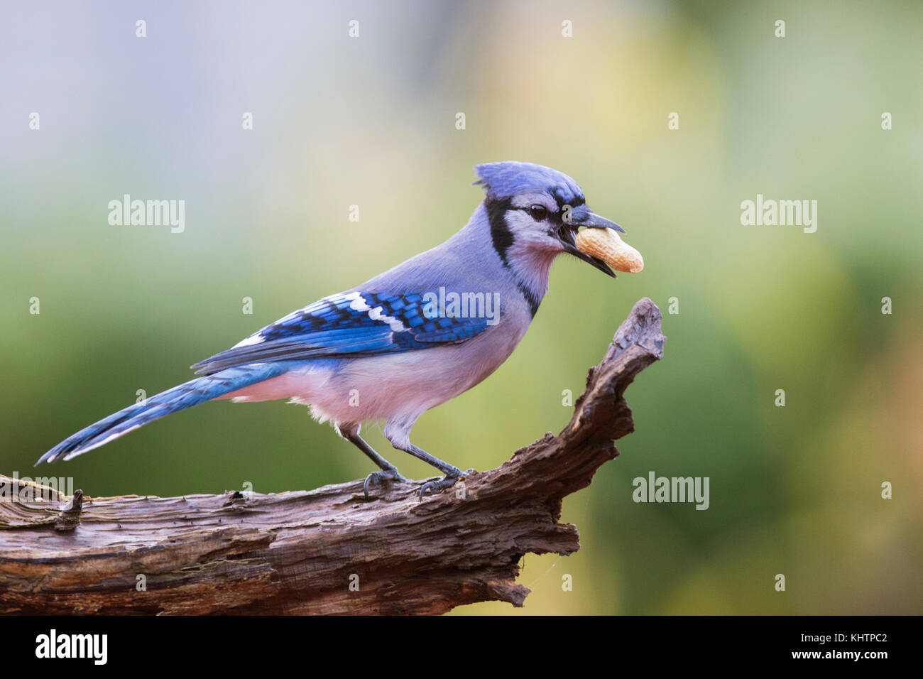 american blue jay in autumn Stock Photo - Alamy