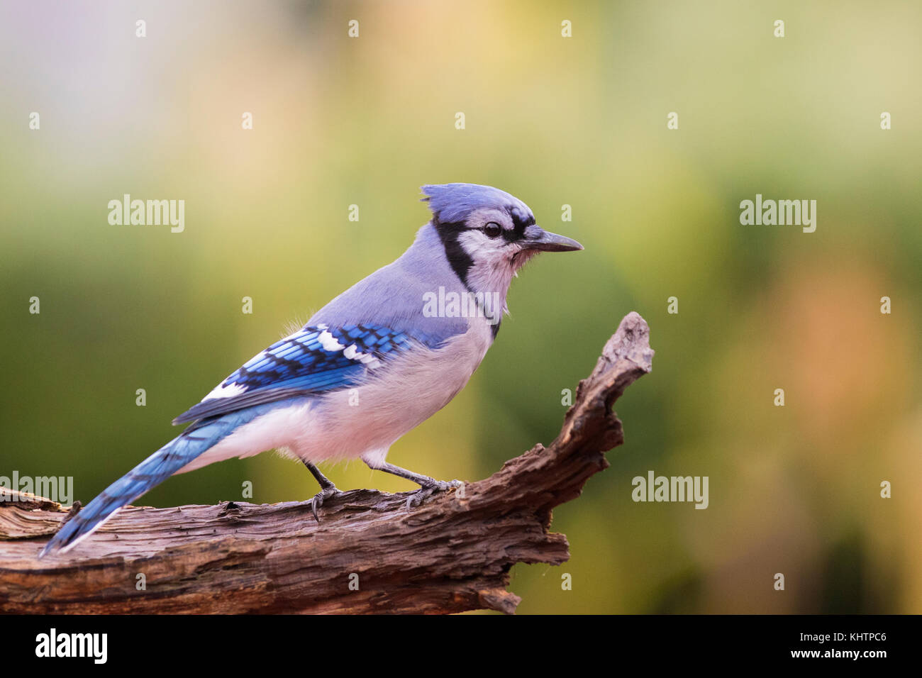 Crested blue jay hi-res stock photography and images - Alamy