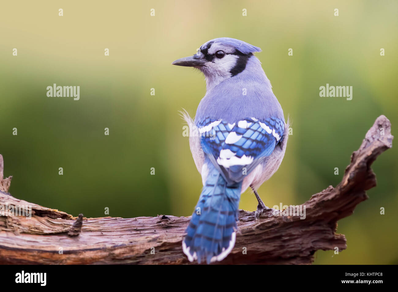 american blue jay in autumn Stock Photo - Alamy