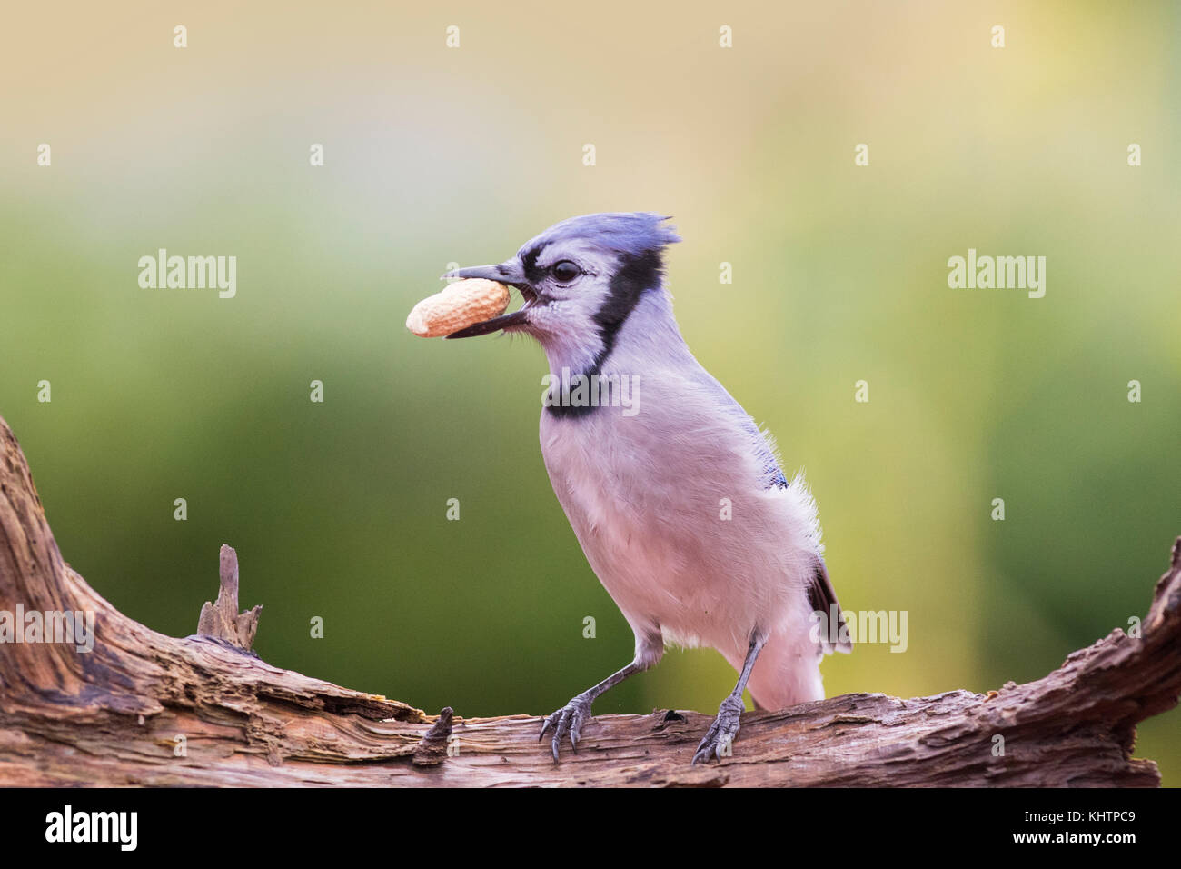 american blue jay in autumn Stock Photo - Alamy