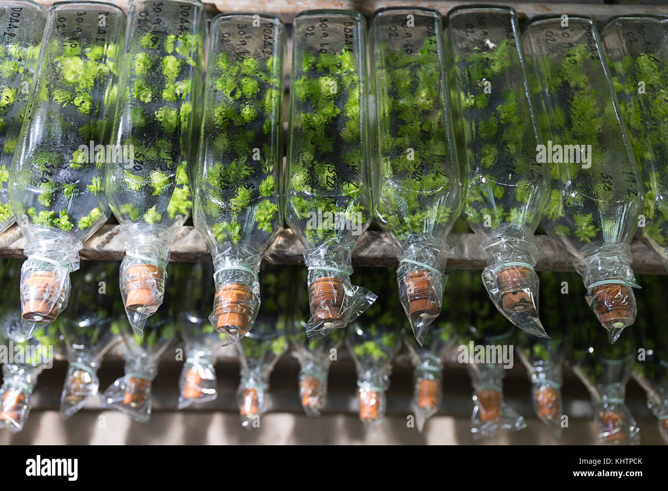 experiment of plant tissue culture plant cell in the technology ...