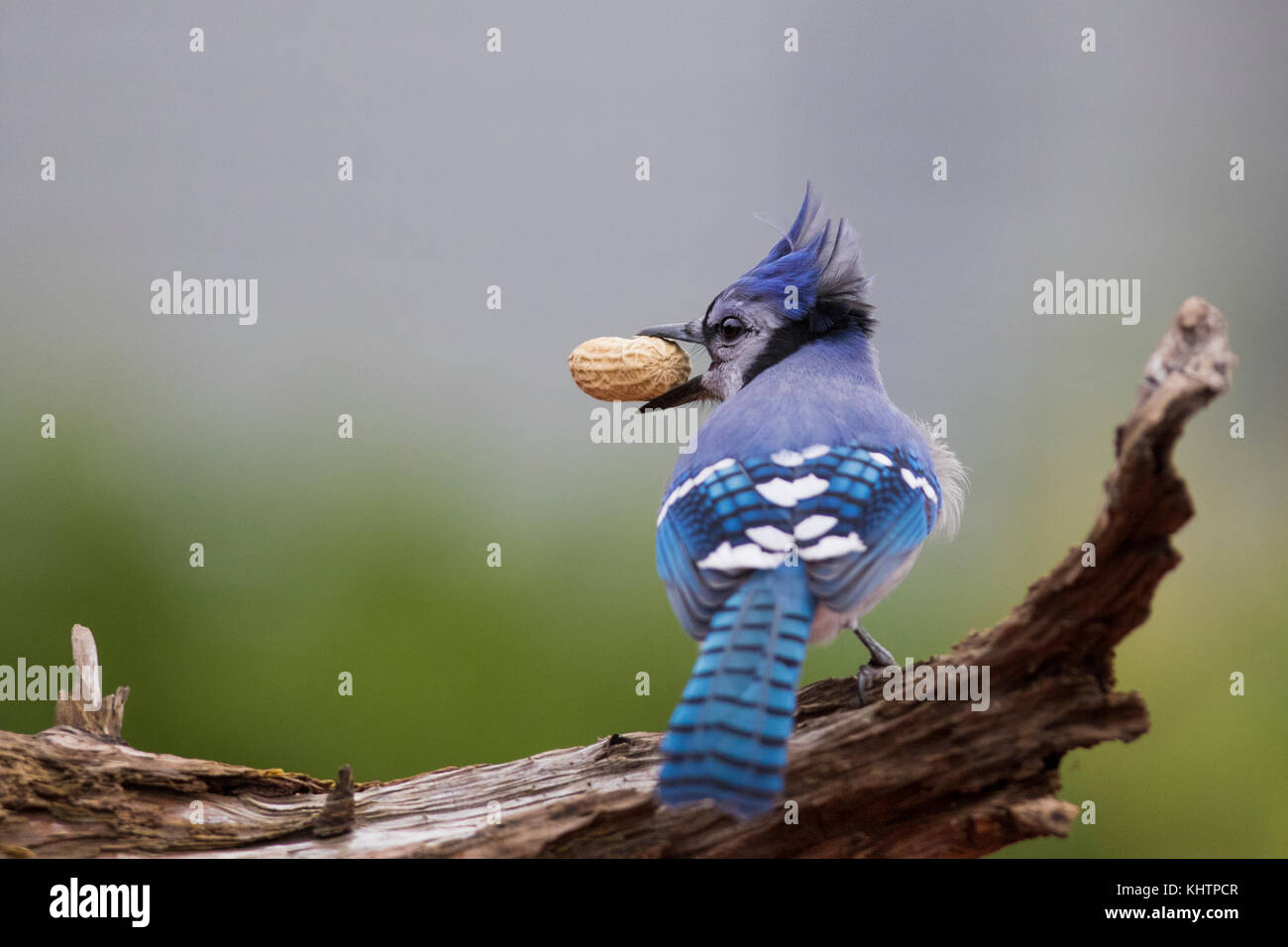 Crested blue jay hi-res stock photography and images - Alamy