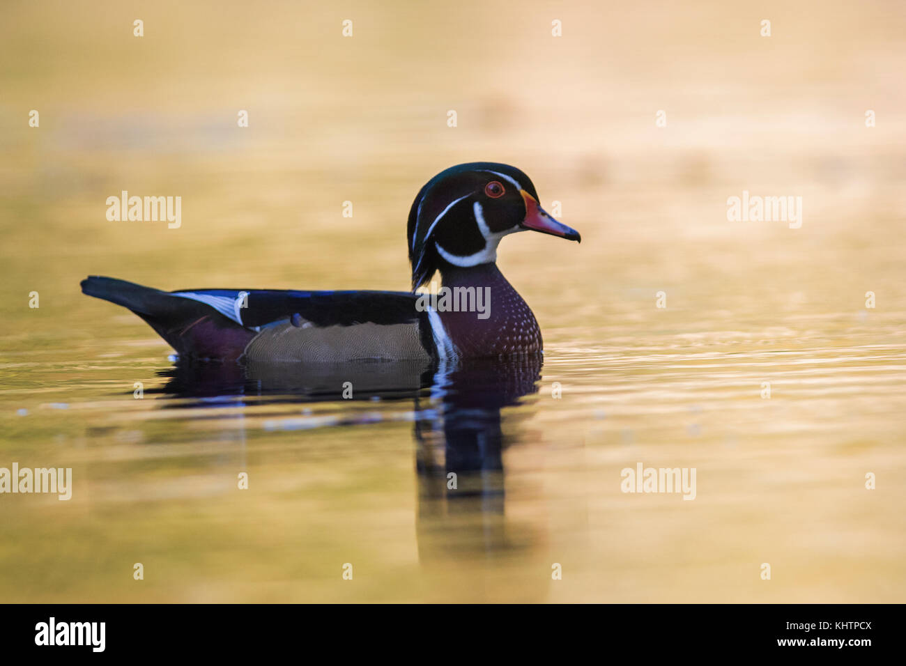 Wood duck male in fall Stock Photo - Alamy