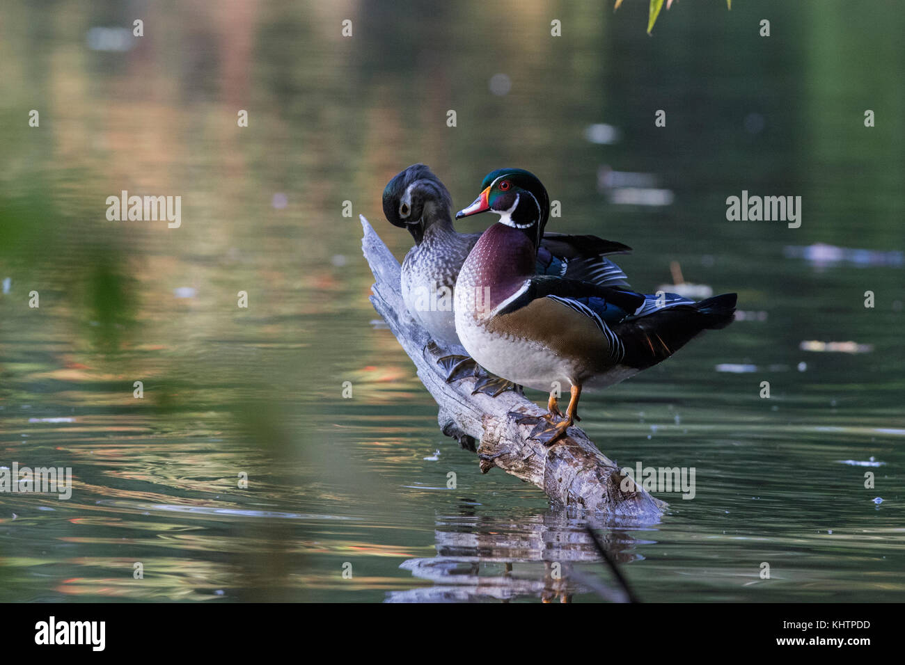 Beautiful wood duck couple in autumn Stock Photo - Alamy