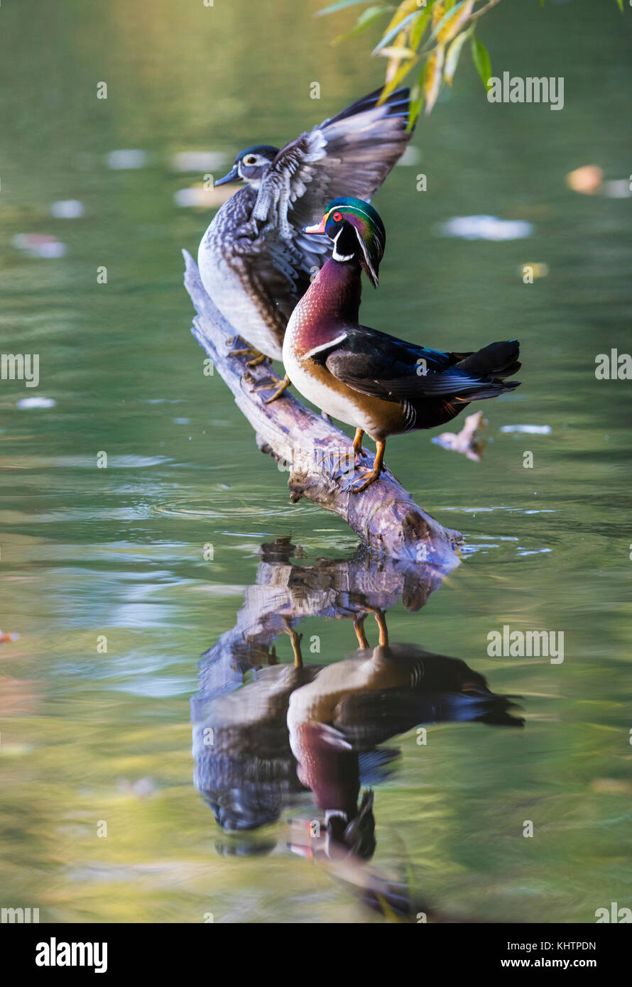 Beautiful wood duck couple in autumn Stock Photo - Alamy